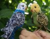PATRÓN GRATIS de Perico Amigurumi paso a paso en español - Crochetisimo